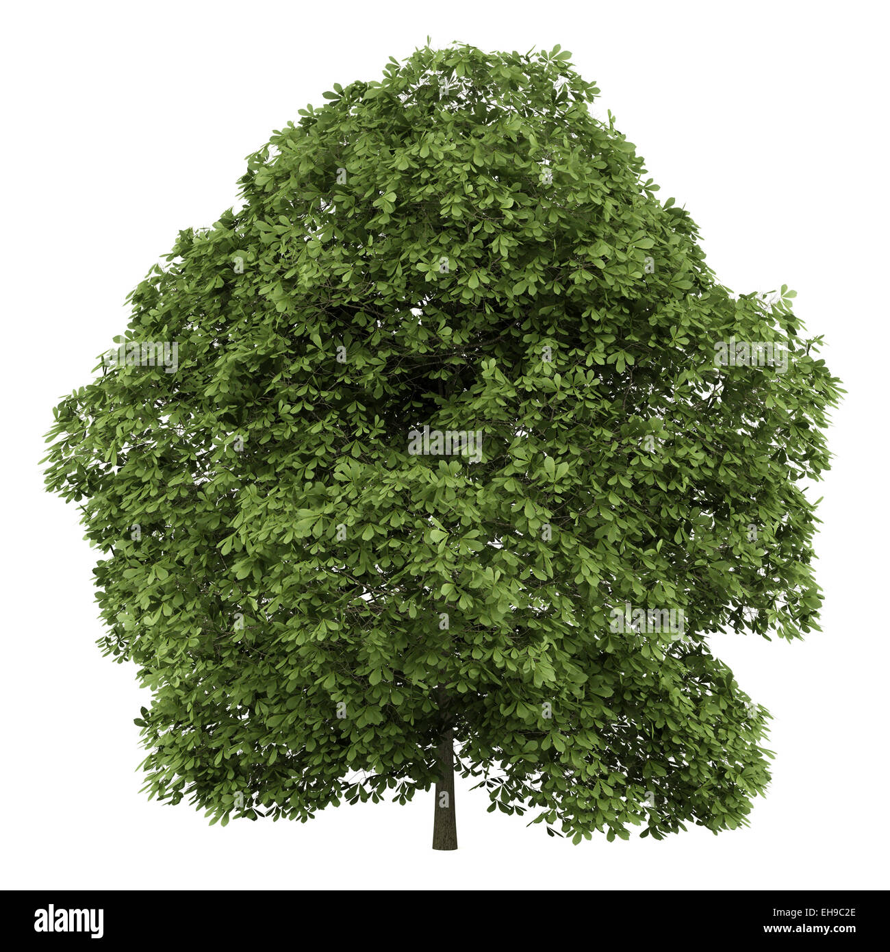 chestnut tree isolated on white background Stock Photo - Alamy