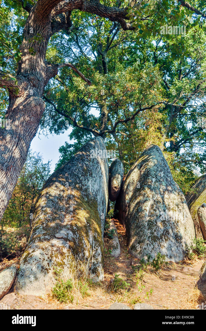 Jammed tree hi-res stock photography and images - Alamy