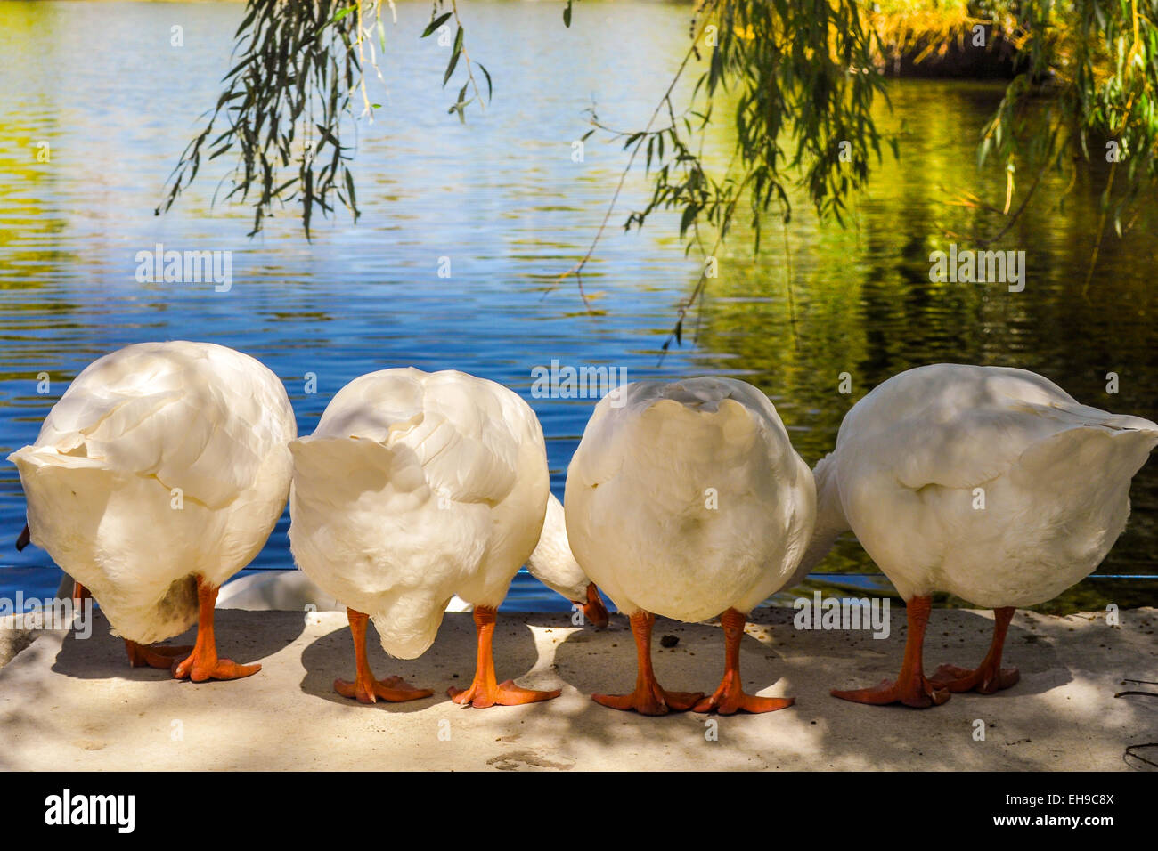 Goose pads hi-res stock photography and images - Alamy