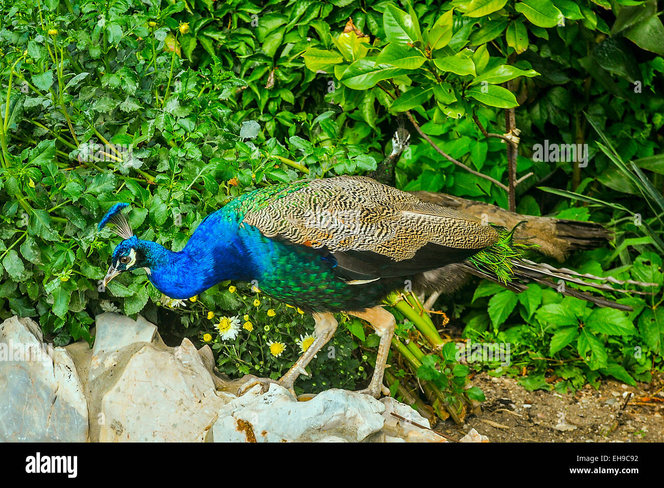 Juno bird hi-res stock photography and images - Alamy