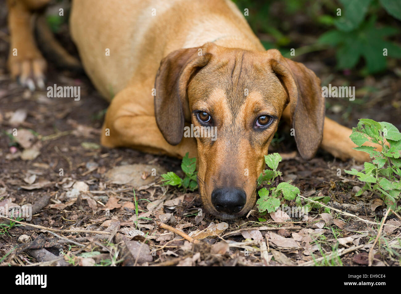 A beautiful dog has a serene face while he rests his head on the ground ...