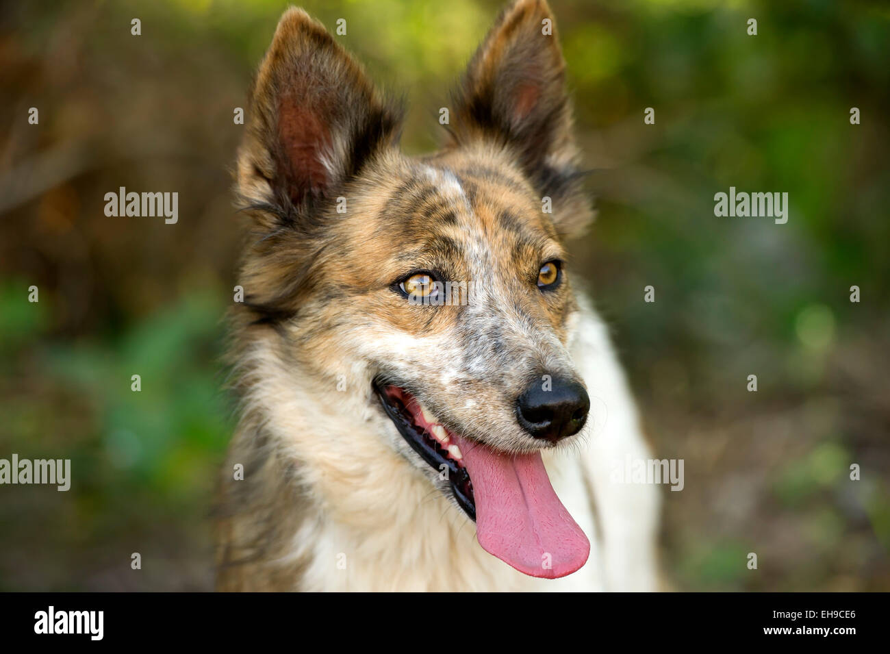 A beautiful collie sits outdoors Stock Photo - Alamy