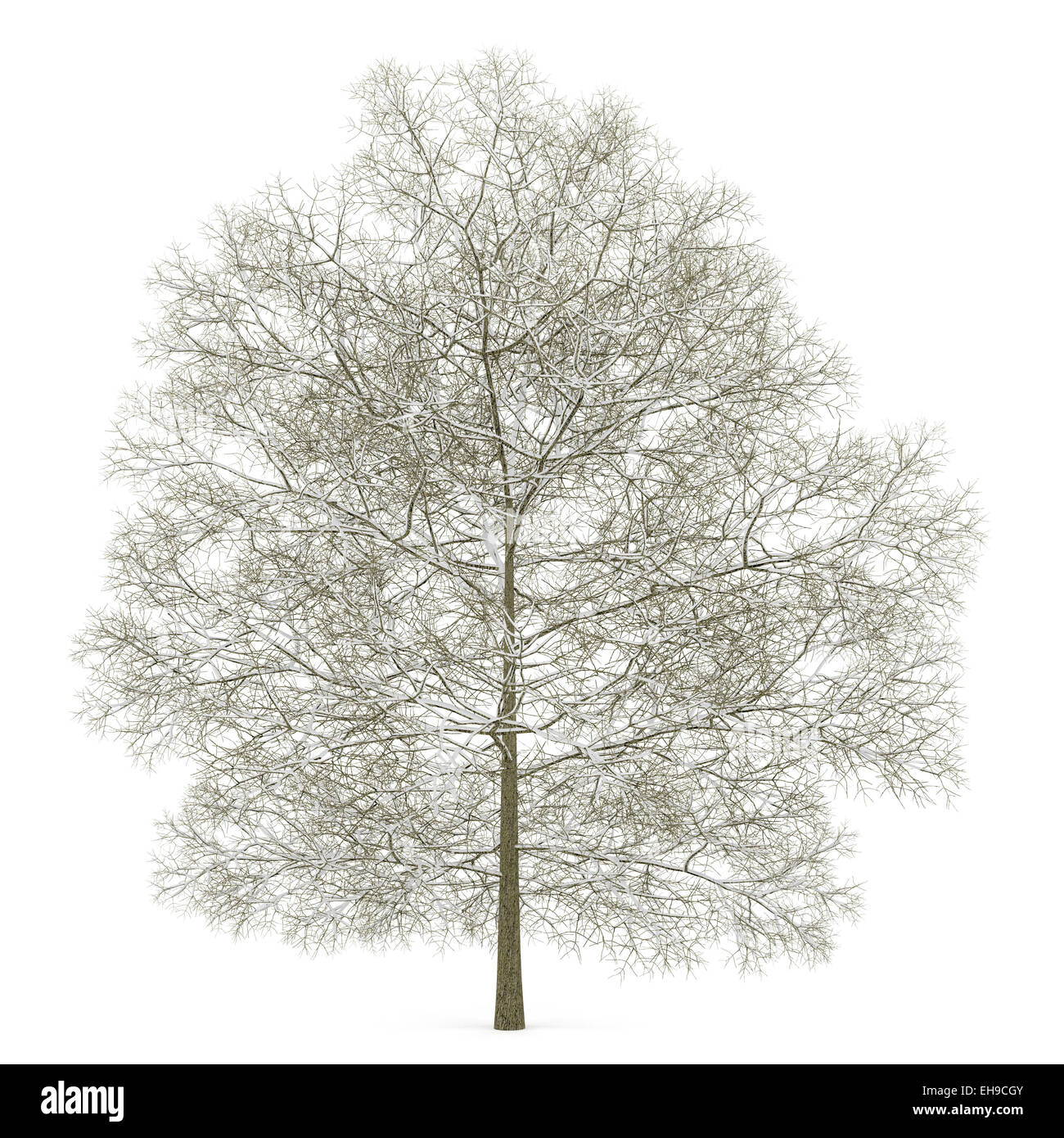 winter chestnut tree isolated on white background Stock Photo - Alamy