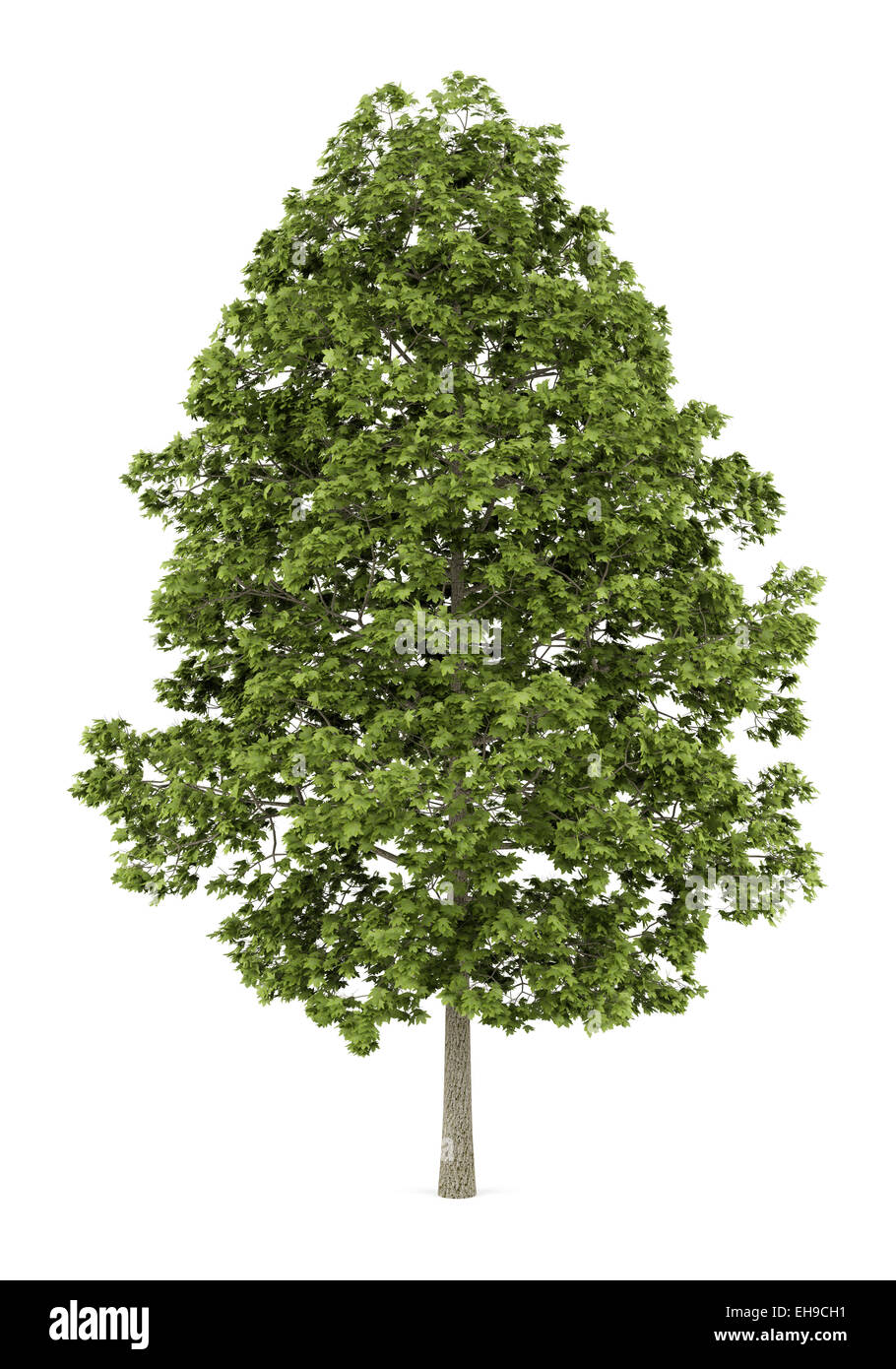 norway maple tree isolated on white background Stock Photo - Alamy