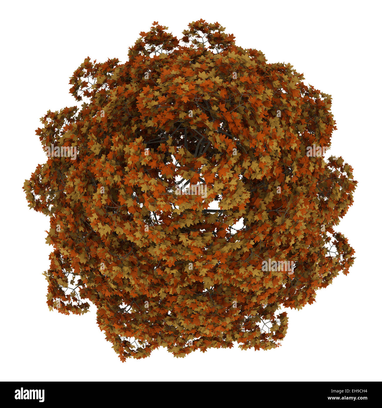 top view of fall norway maple tree isolated on white background Stock ...