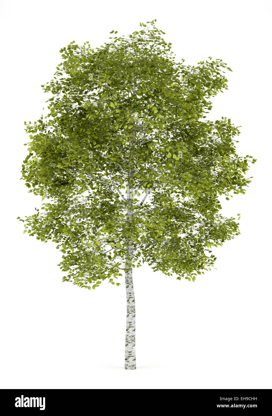 birch tree isolated on white background Stock Photo - Alamy