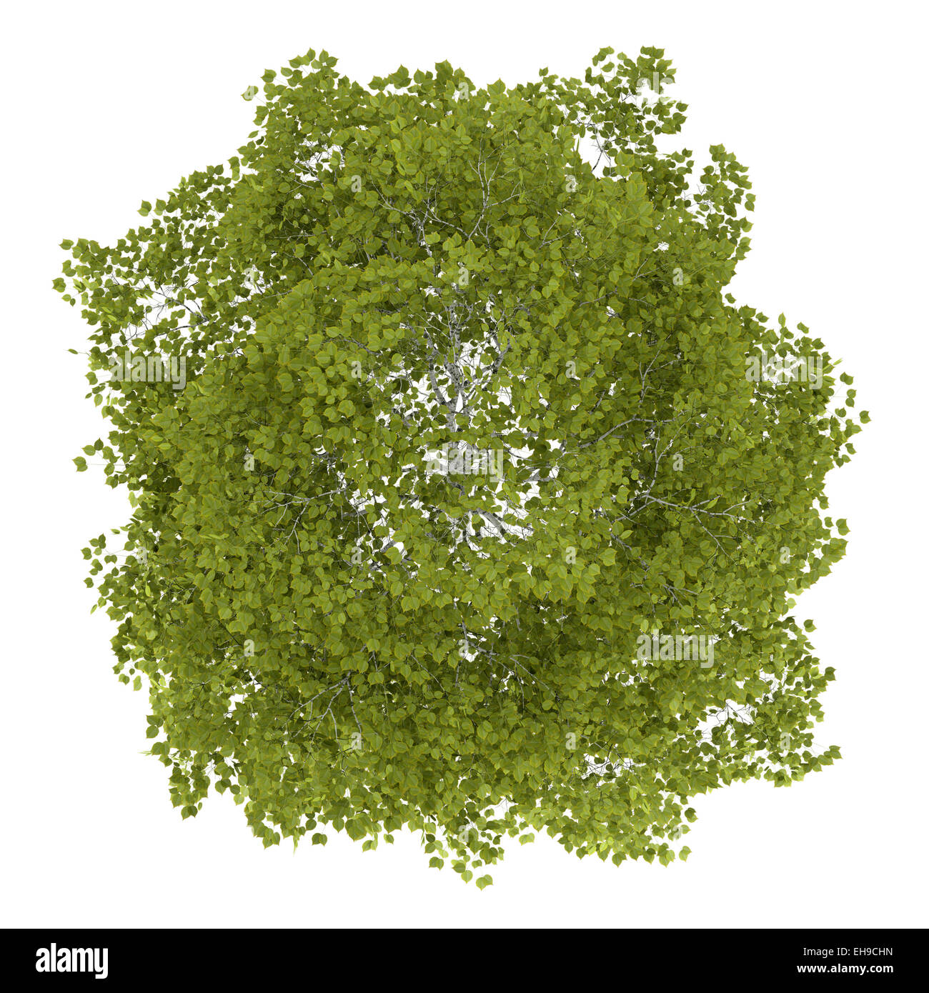 top view of birch tree isolated on white background Stock Photo - Alamy