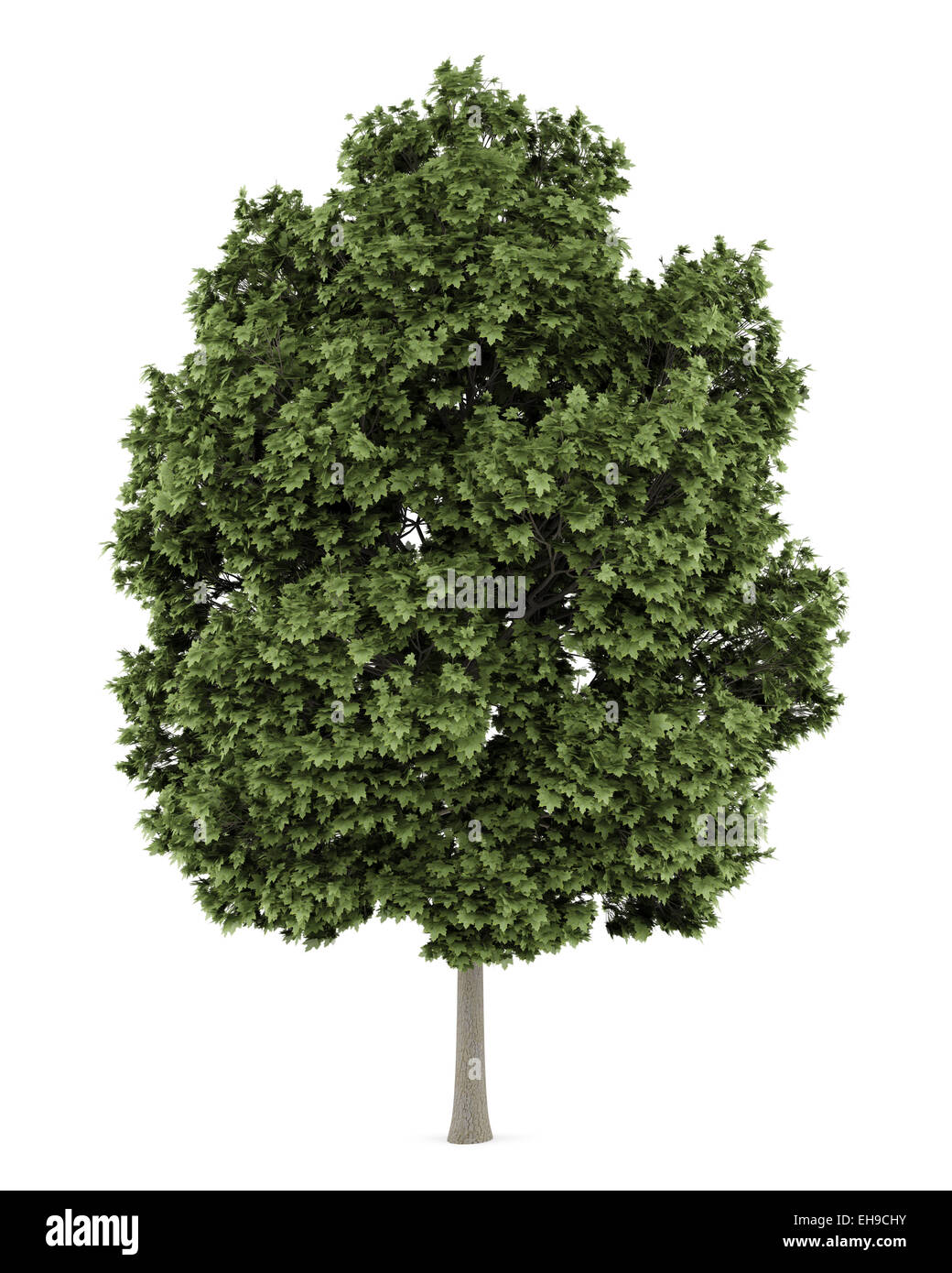 common maple tree isolated on white background Stock Photo - Alamy