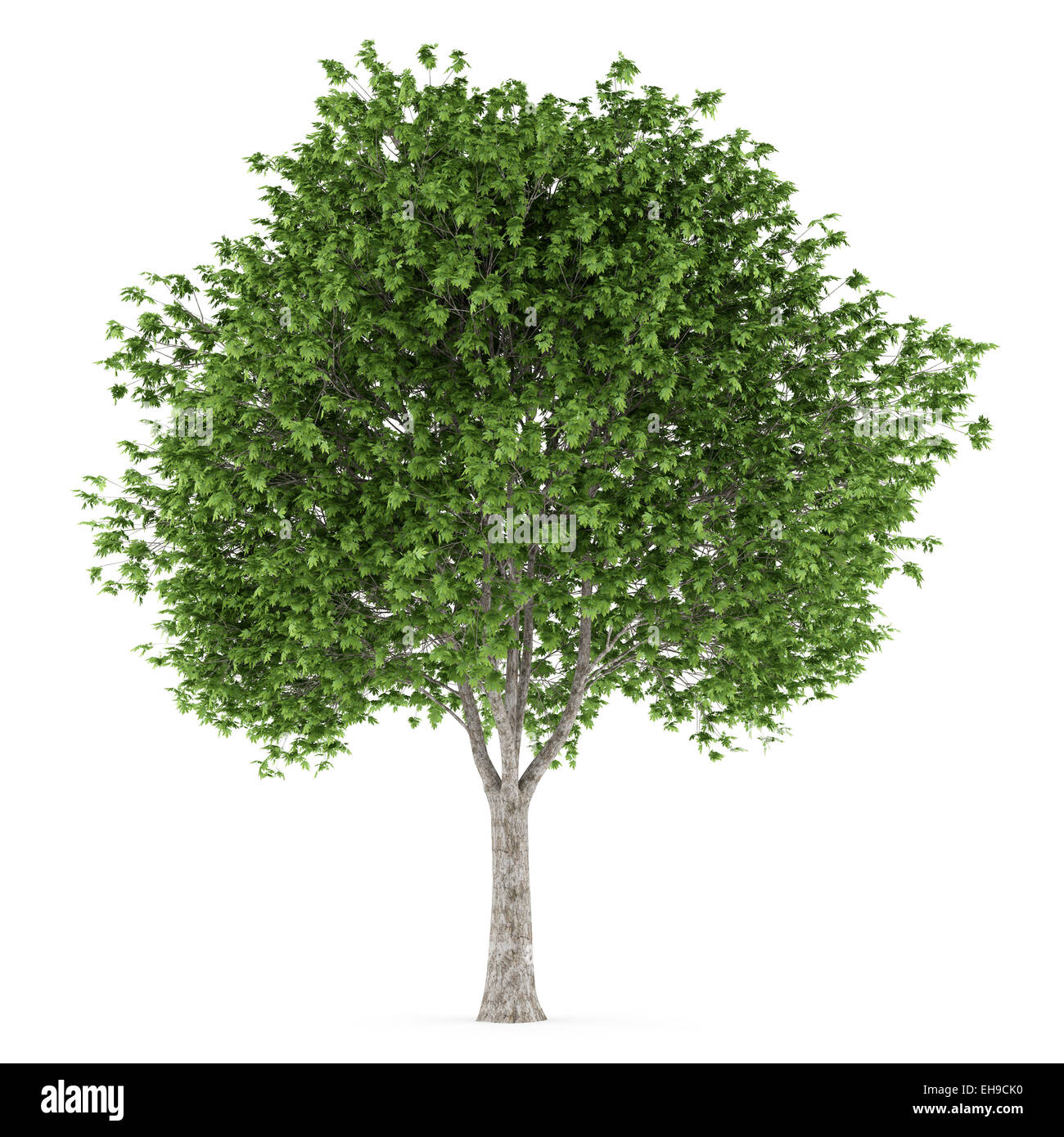London plane tree single hi-res stock photography and images - Alamy