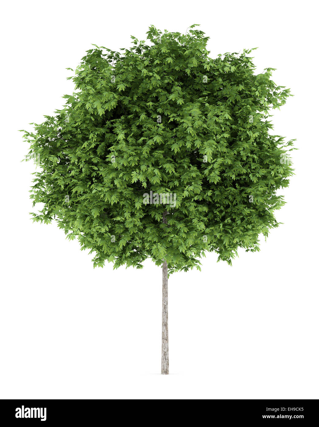 london plane tree isolated on white background Stock Photo - Alamy