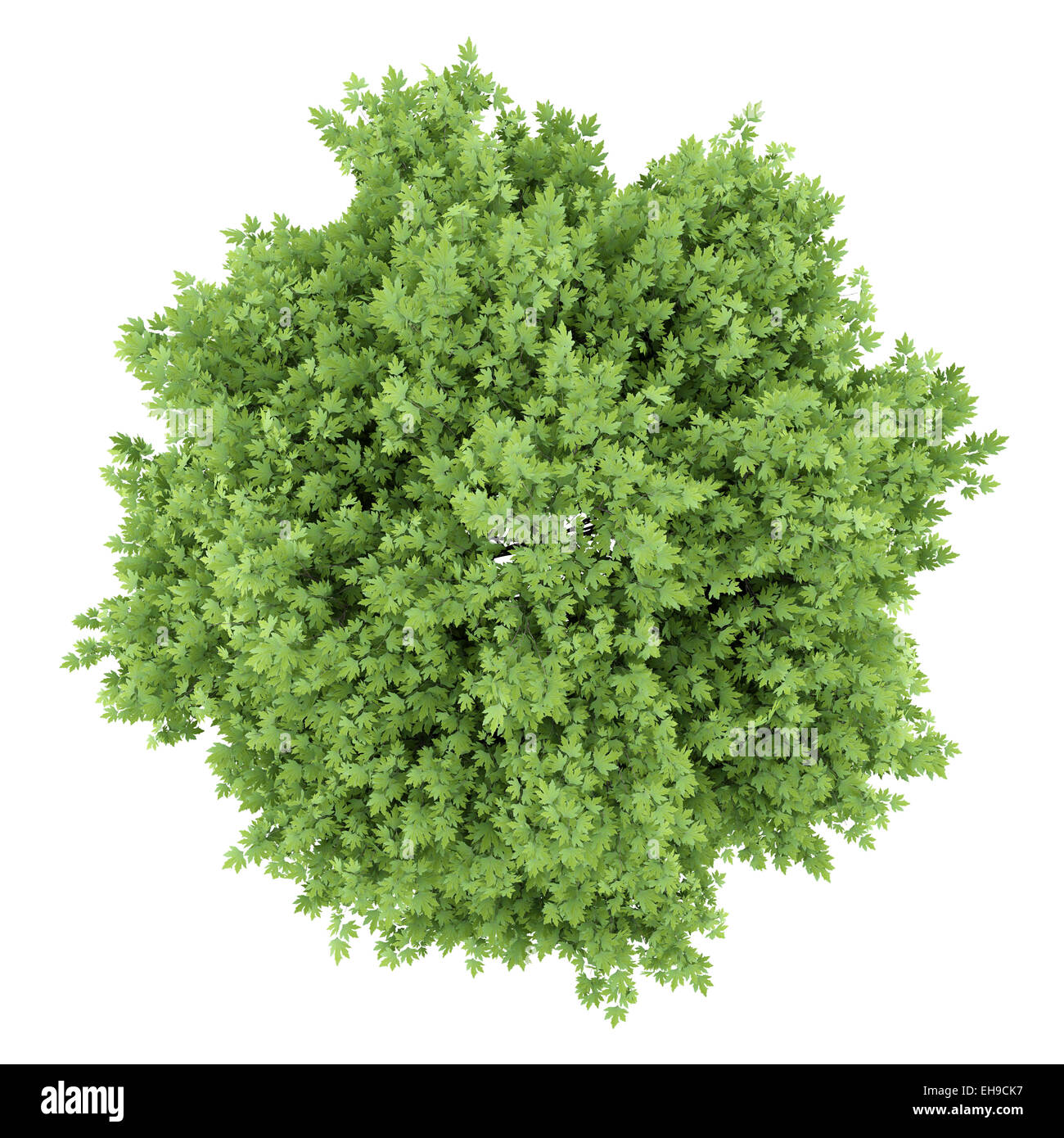 top view of london plane tree isolated on white background Stock Photo ...