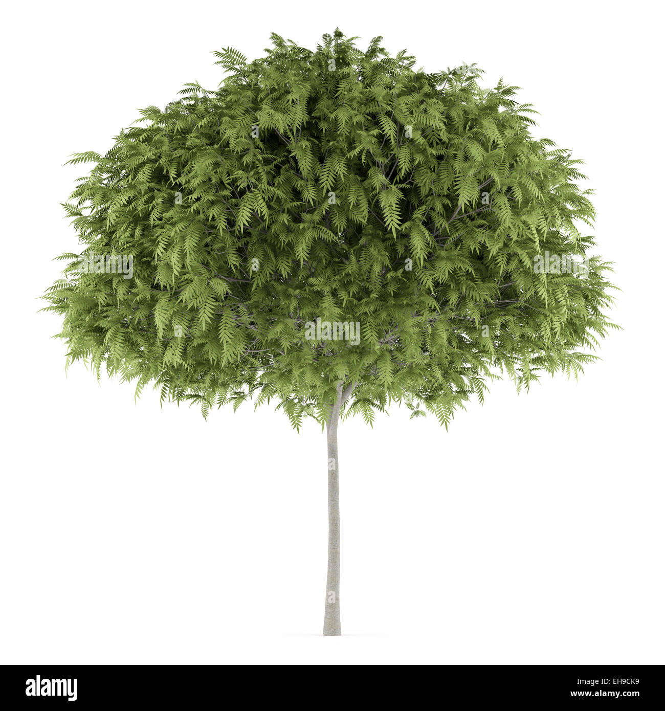 staghorn sumac tree isolated on white background Stock Photo - Alamy