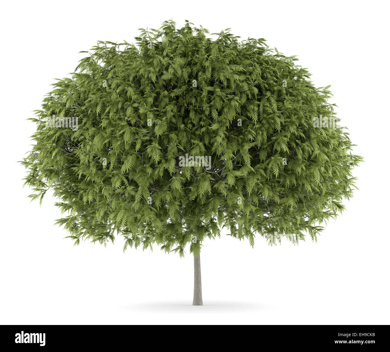 staghorn sumac tree isolated on white background Stock Photo - Alamy