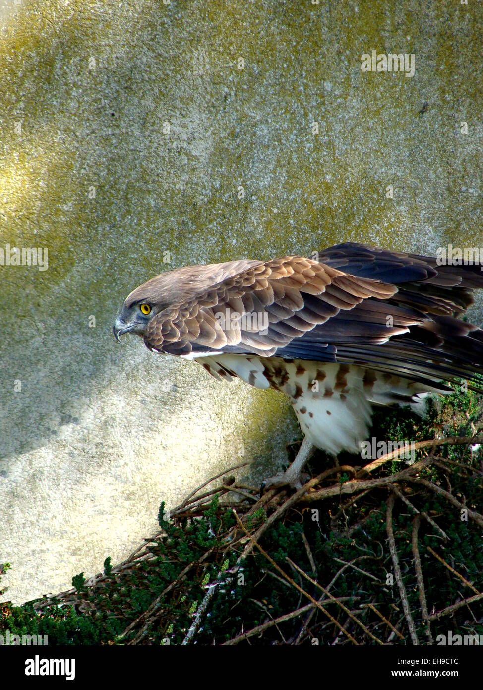 Eagle ready to fly Stock Photo - Alamy