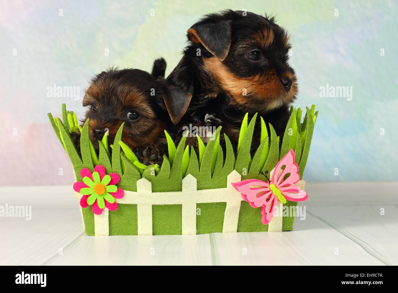 Two puppies Yorkshire terrier Stock Photo - Alamy