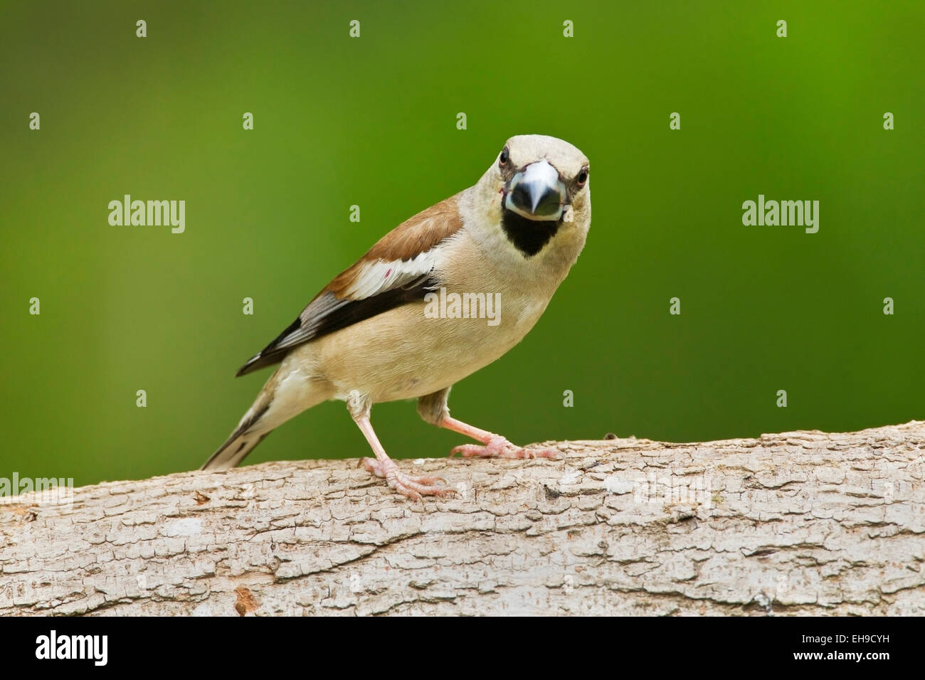 Male and female hawfinch hi-res stock photography and images - Alamy