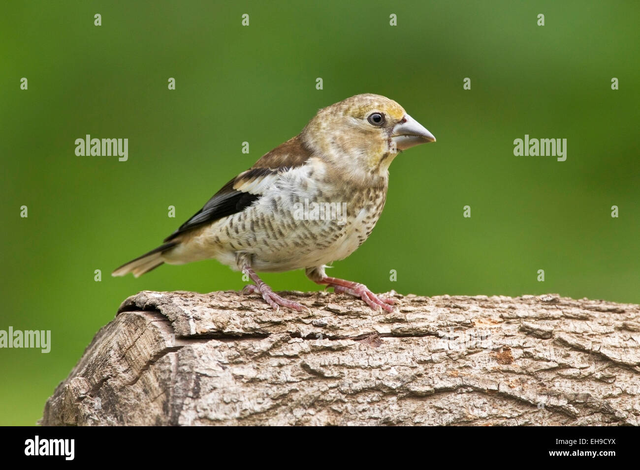 Hawfinch coccothraustes coccothraustes juvenile bird hi-res stock ...