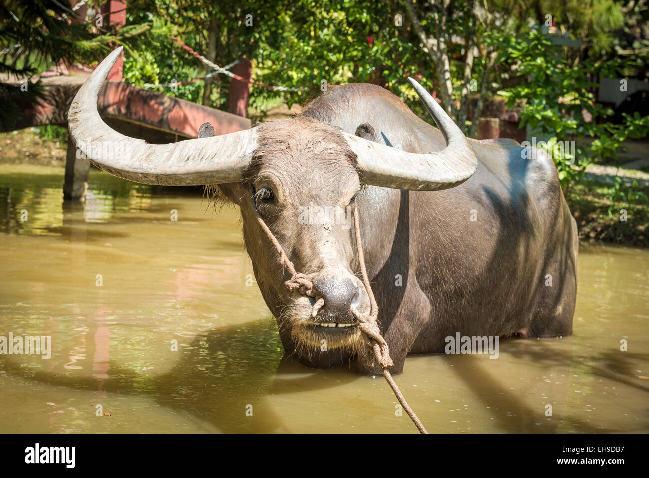 Big domestic water buffalo Stock Photo - Alamy