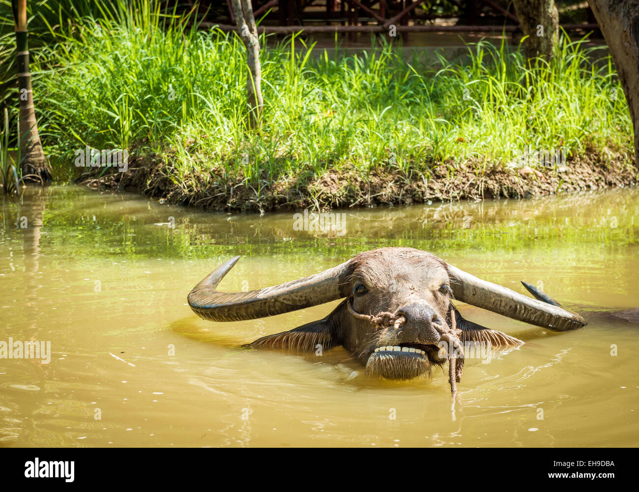 Big domestic water buffalo Stock Photo - Alamy