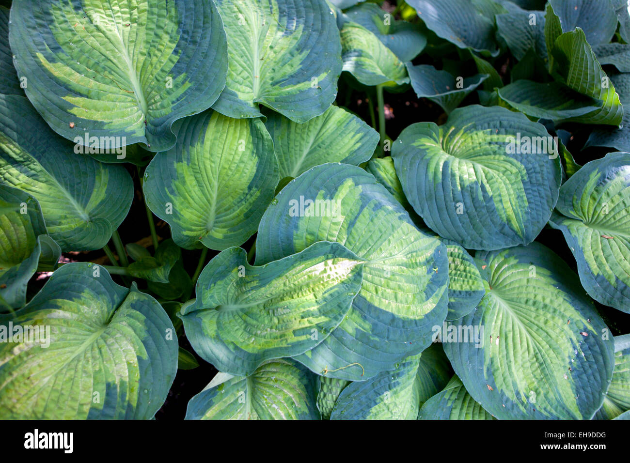 Hosta 'Color Glory' plants in a shady part of the garden Stock Photo ...