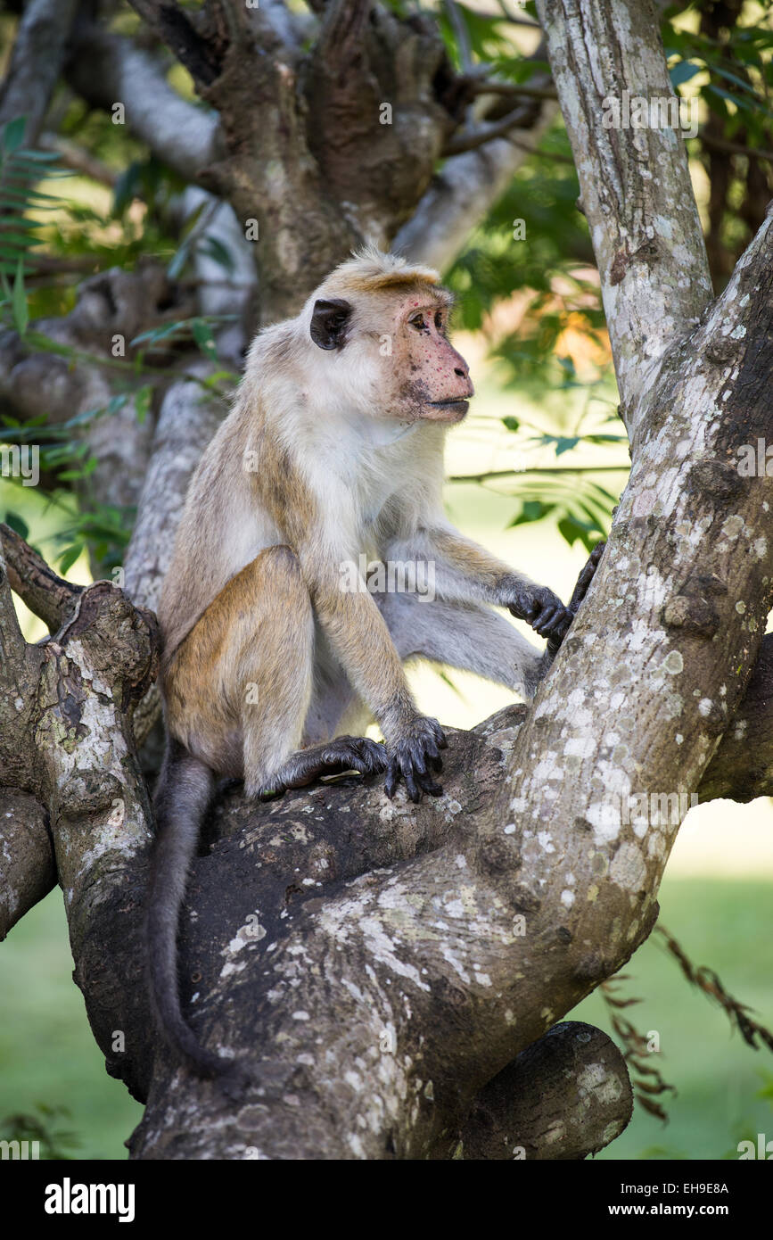 Toque Macaque monkey in Anuradhapura, Sri Lanka, Asia Stock Photo - Alamy