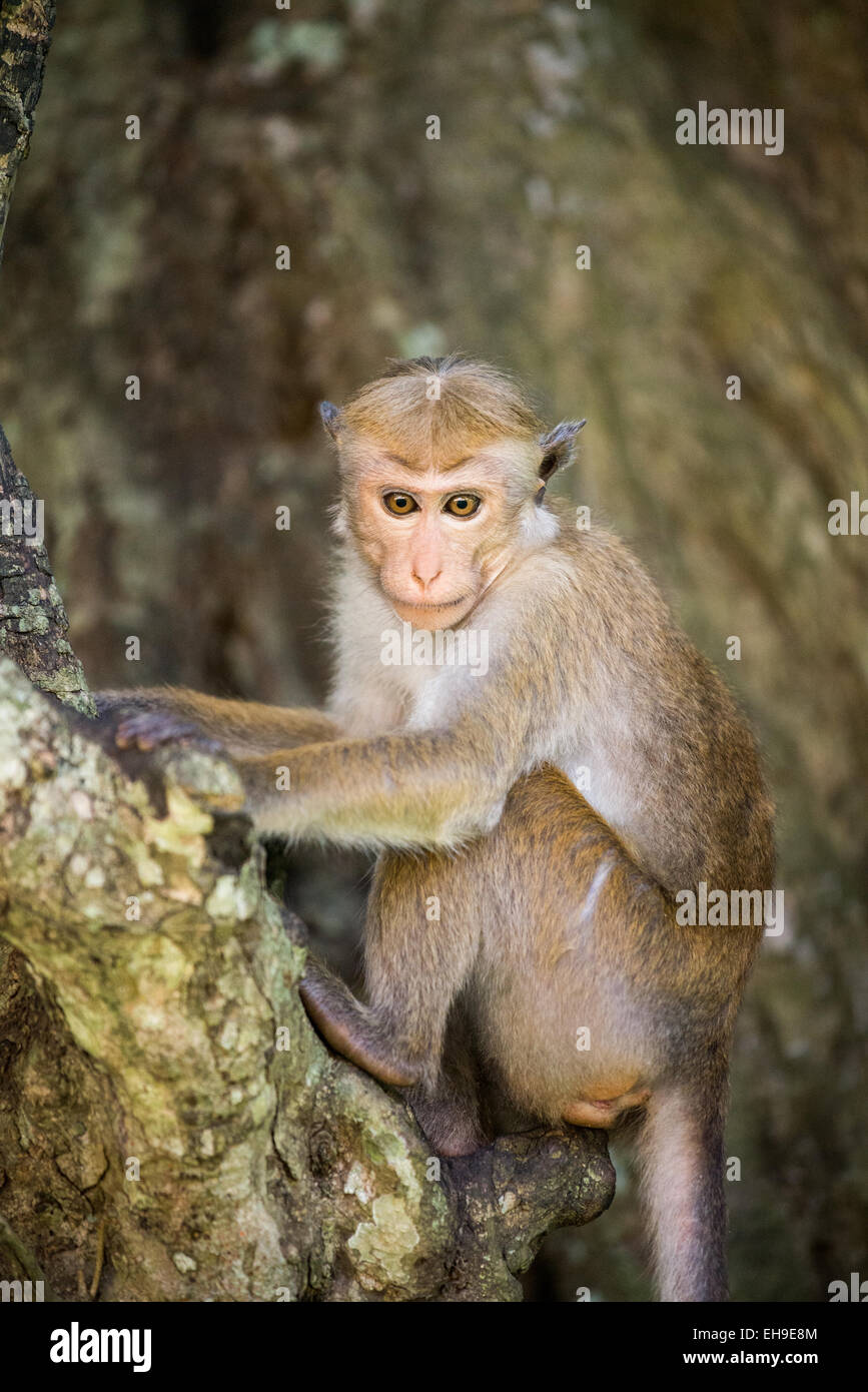 Toque macaque trees hi-res stock photography and images - Alamy