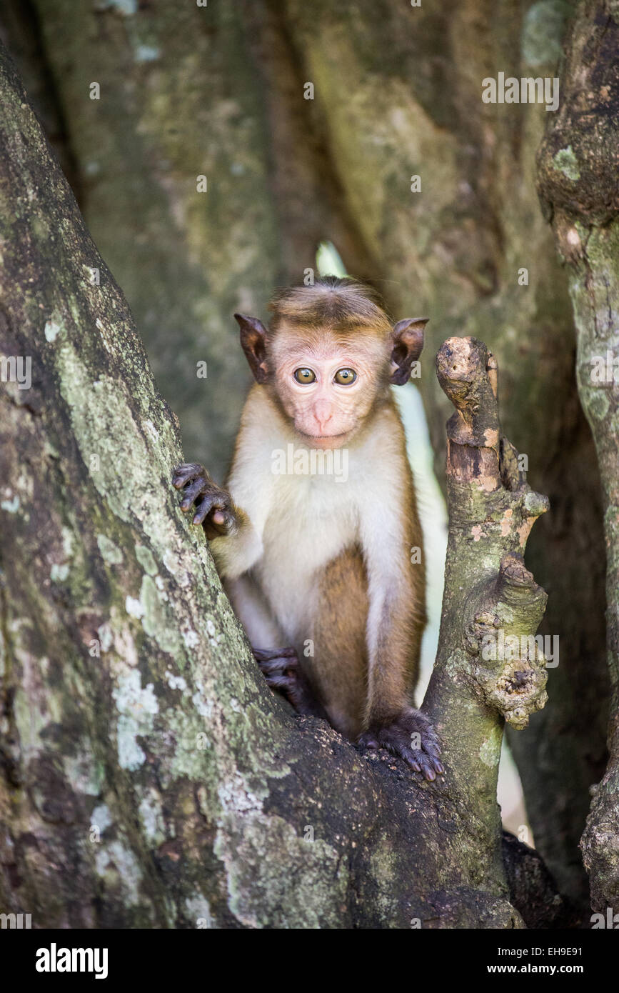 Toque macaque trees hi-res stock photography and images - Alamy