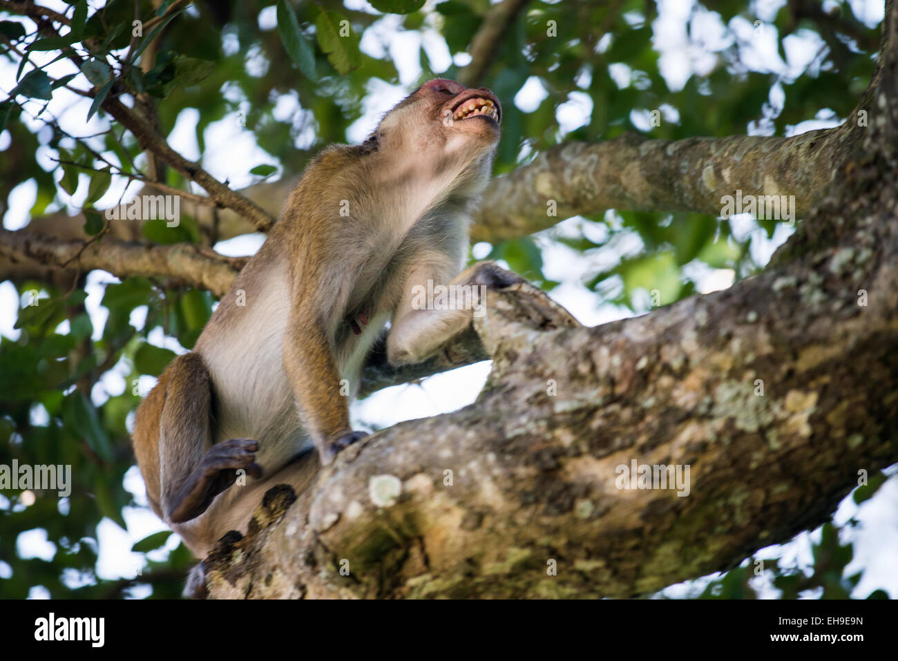 Toque macaque trees hi-res stock photography and images - Alamy