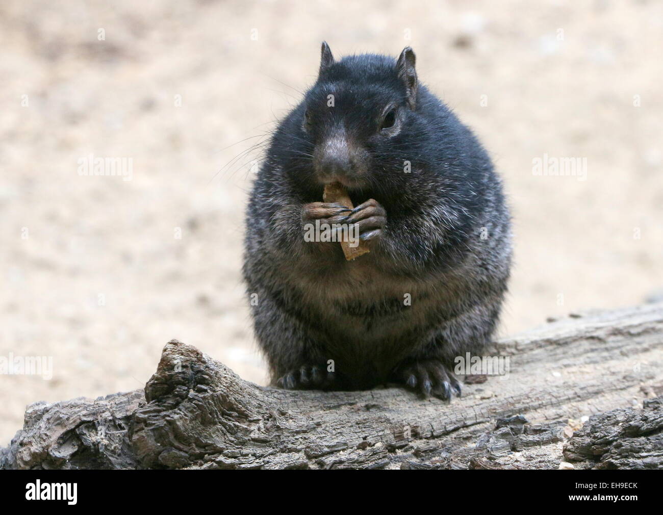 écureuil des rochers hi-res stock photography and images - Alamy