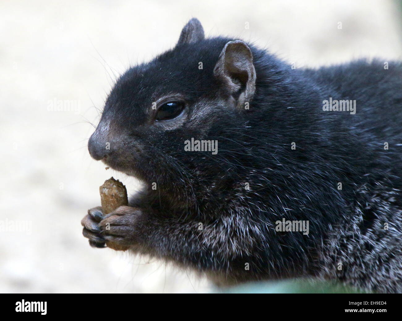 Black variety of the North American Rock squirrel, (Oto)spermophilus ...