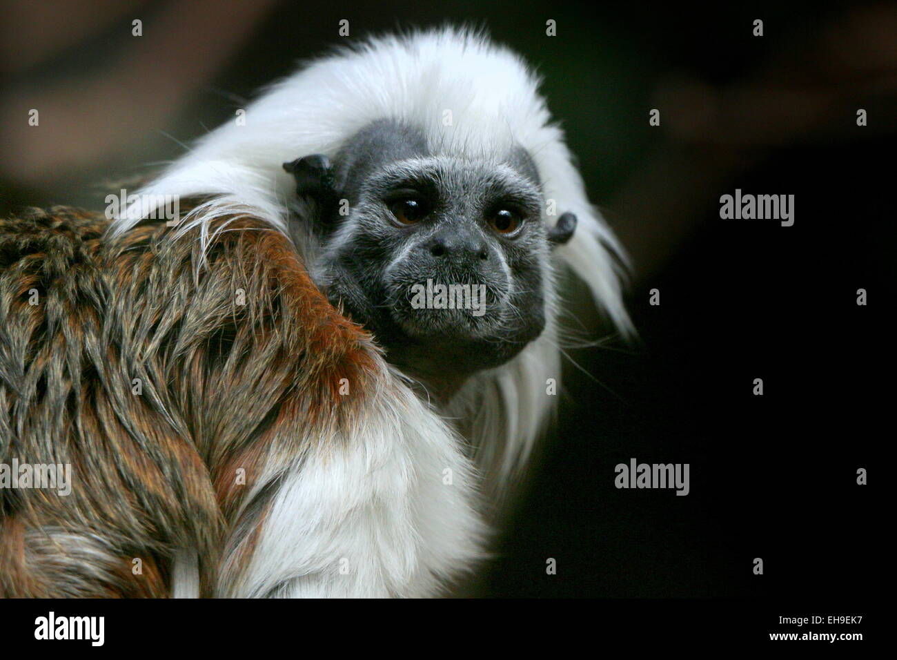 Cotton-top tamarin or Pinché tamarin (Saguinus oedipus), native to ...