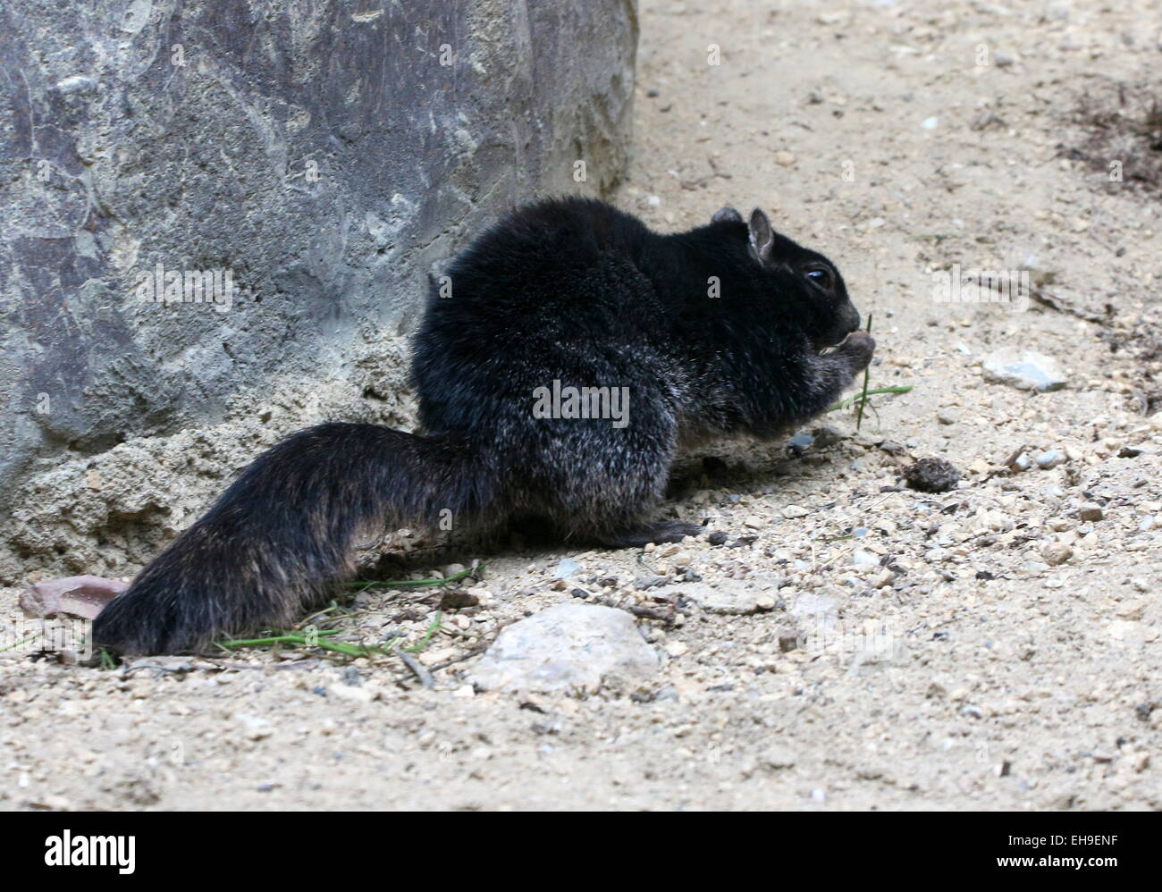 Dark variety of the North American Rock squirrel, (Oto)spermophilus ...