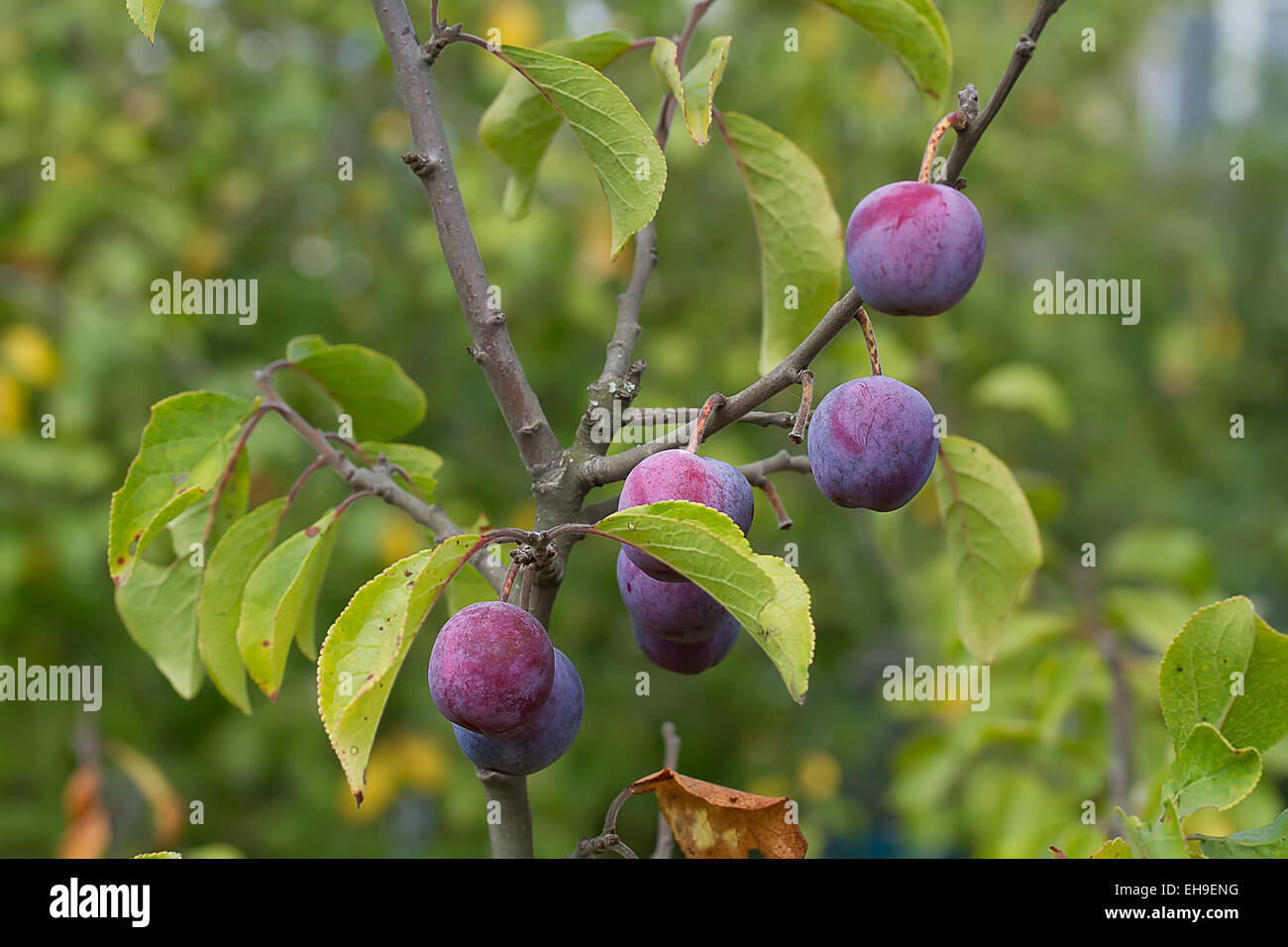 Branch with plums hi-res stock photography and images - Alamy