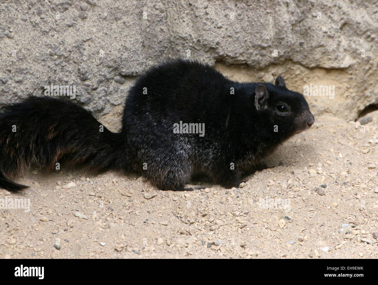 Dark variety of the North American Rock squirrel, (Oto)spermophilus ...