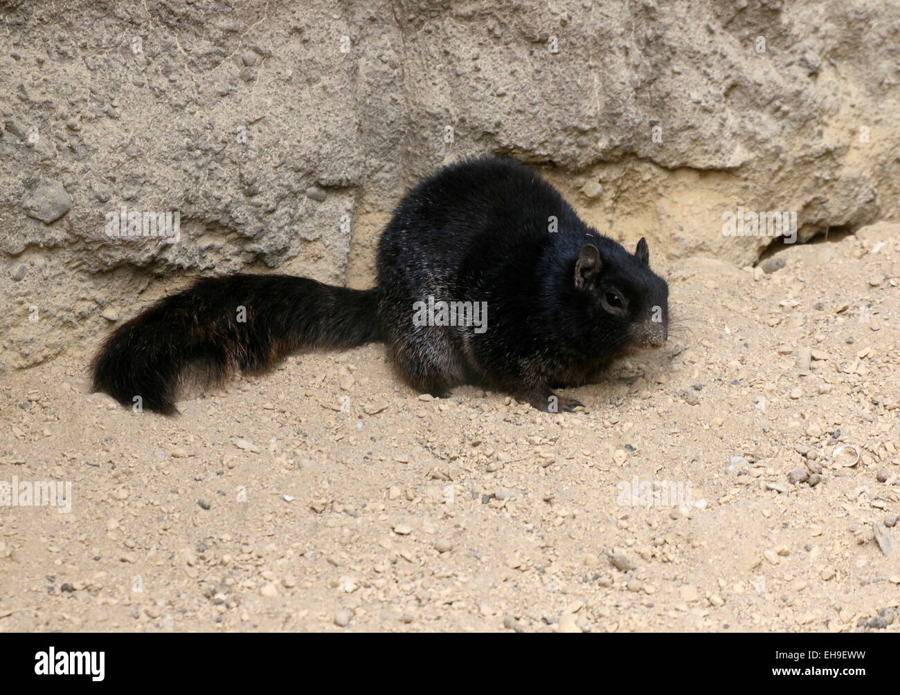 Squirrel biting hand close up hi-res stock photography and images - Alamy