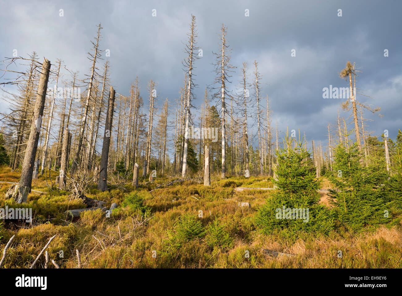 Forest regeneration through natural rejuvenation in the Harz National ...