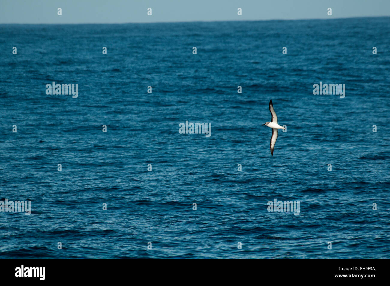Grey-headed Albatross flying over the Atlantic Ocean more than 500 ...