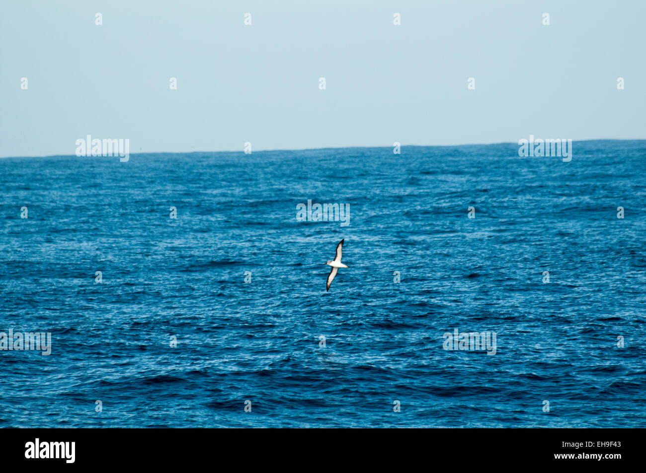 Grey-headed Albatross flying over the Atlantic Ocean more than 500 ...