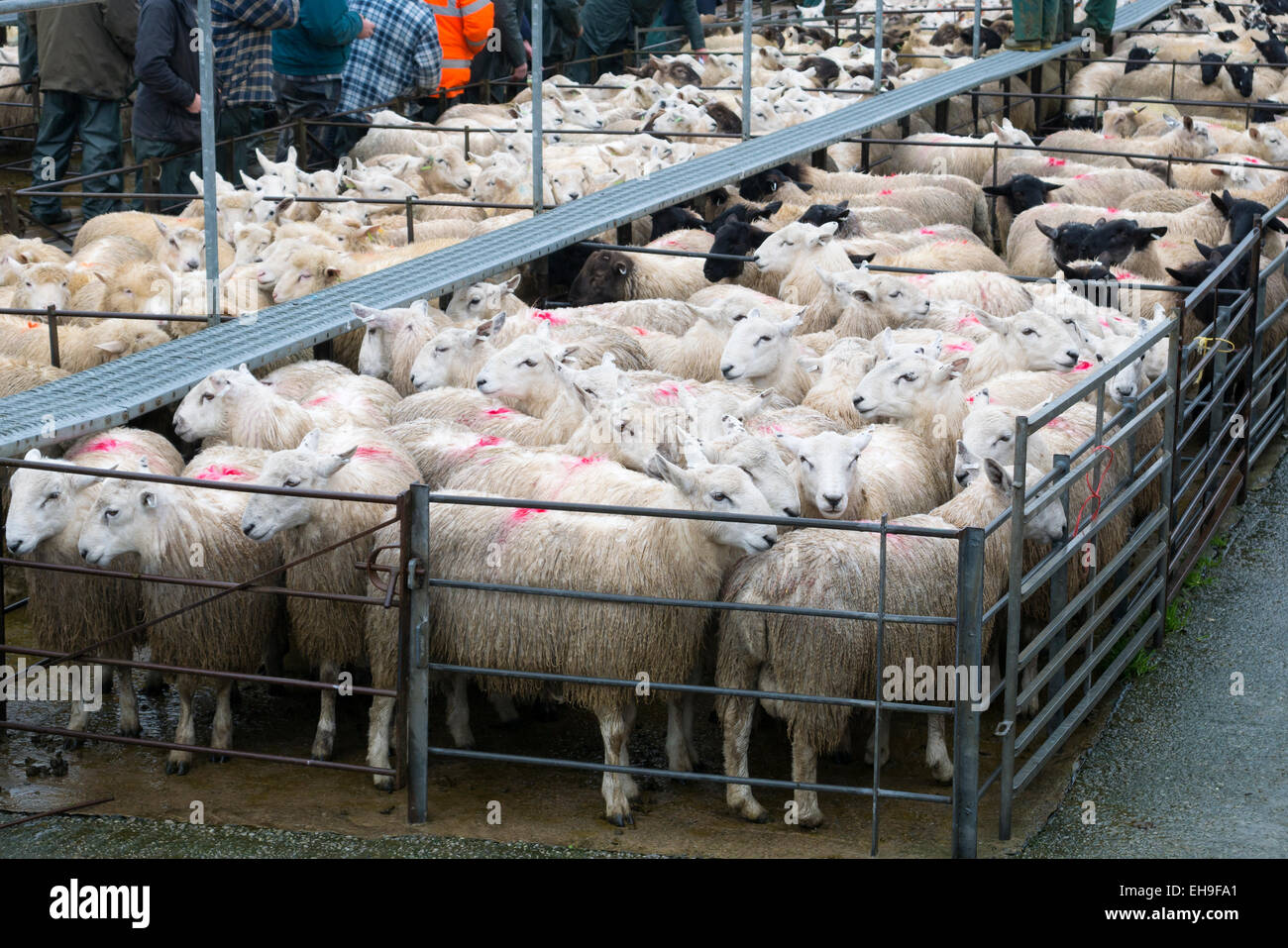 Sheep pens hi-res stock photography and images - Alamy