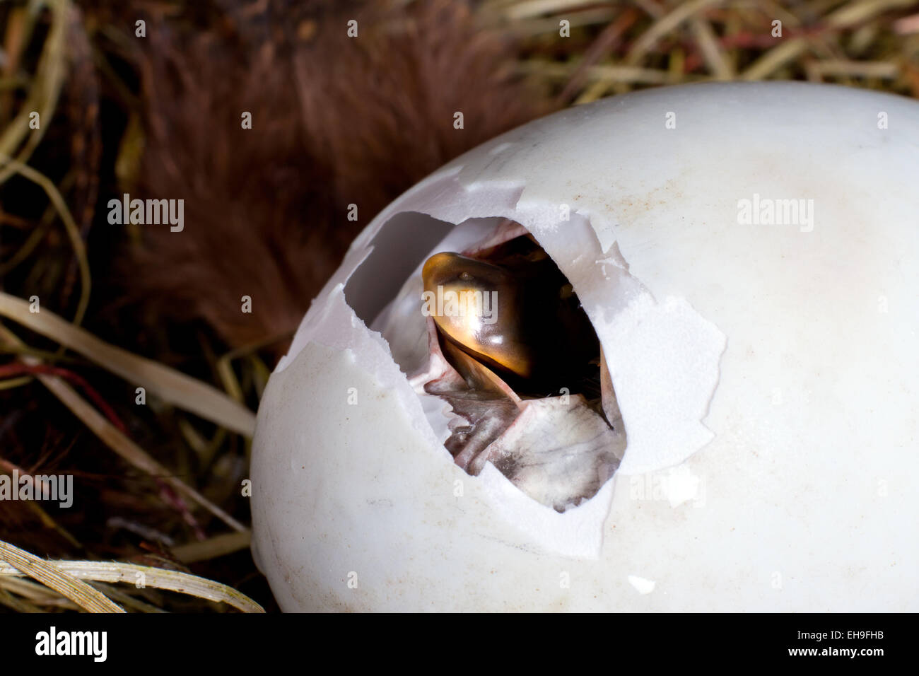 Chick after hatching hi-res stock photography and images - Alamy