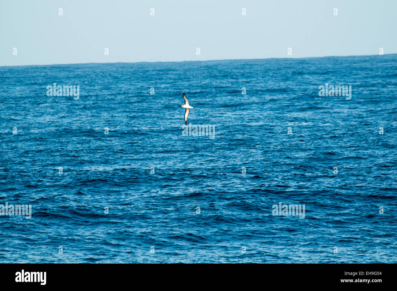Grey-headed Albatross flying over the Atlantic Ocean more than 500 ...