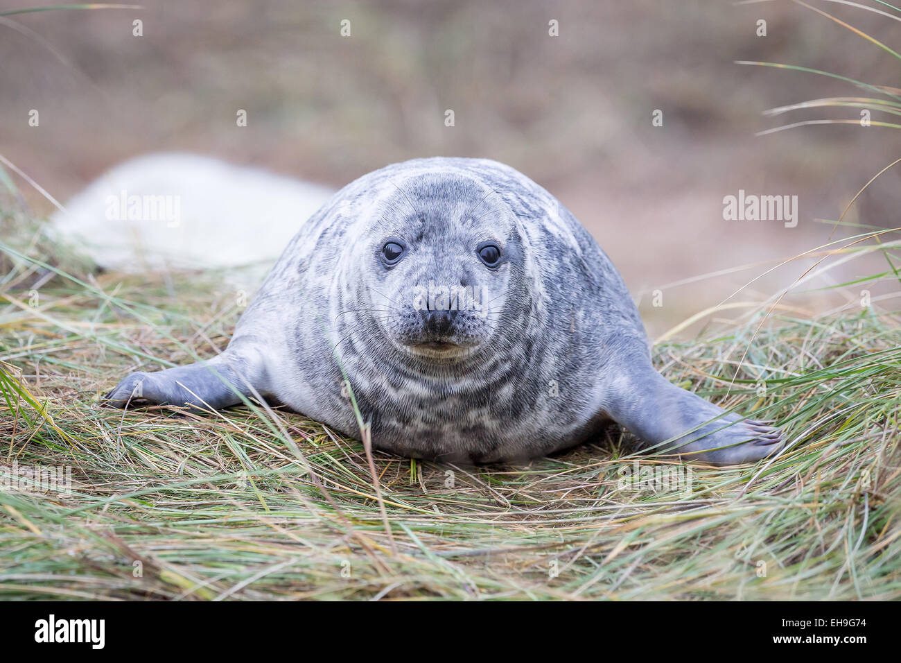 Seal cub hi-res stock photography and images - Alamy