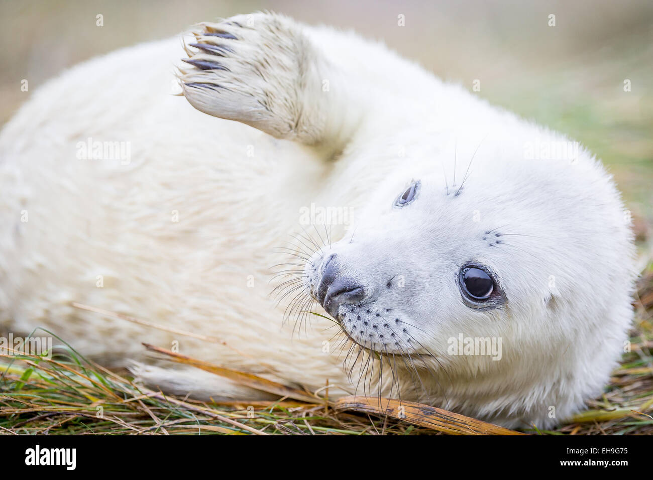 Grey seal cub hi-res stock photography and images - Alamy