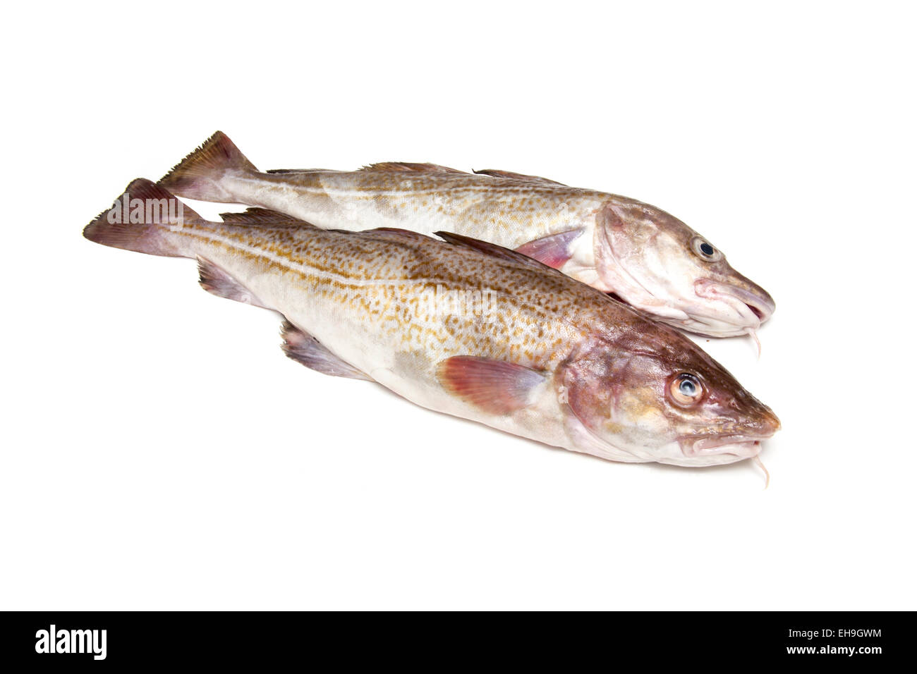 Whole raw atlantic cod (Gadus morhua) fish, Isolated on a white studio ...