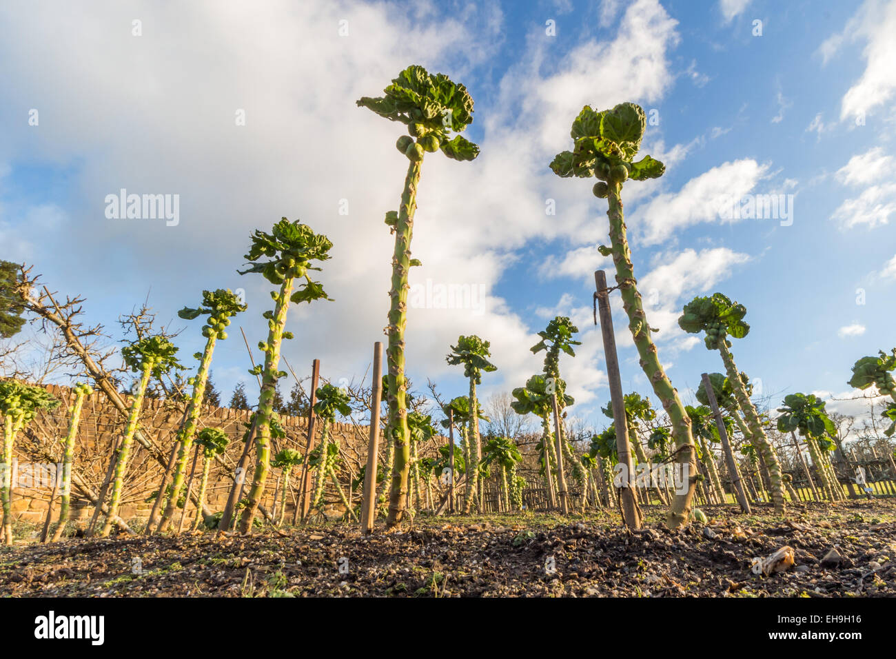 Sprouts growing in a fruit and vegetable garden Stock Photo - Alamy