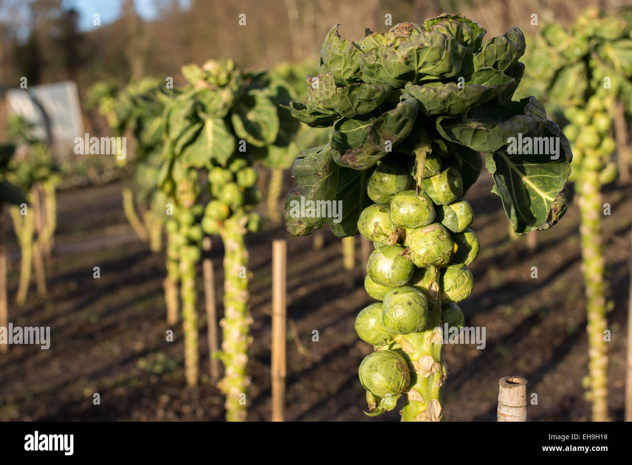 Sprouts growing in a fruit and vegetable garden Stock Photo - Alamy