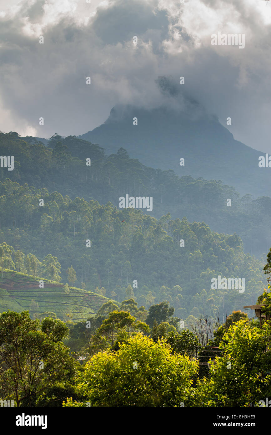 view of holy Adam's Peak (Sri Pada) in the hill country of Sri Lanka ...