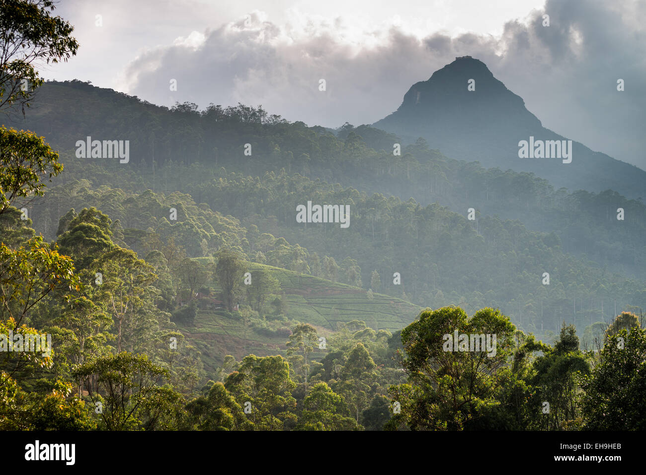 view of holy Adam's Peak (Sri Pada) in the hill country of Sri Lanka ...