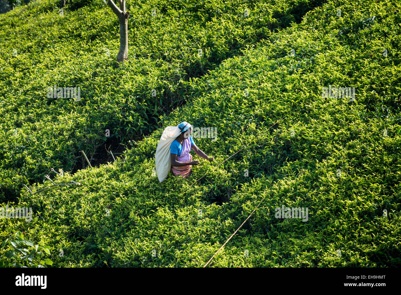 tea plantation, Adams Peak, Sri Lanka, Asia Stock Photo - Alamy