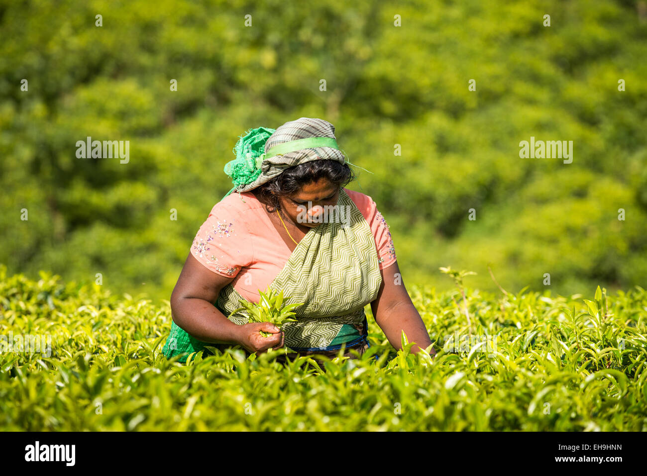 Tea picking, Tea plantation near Hatton, Central Province, Sri Lanka ...